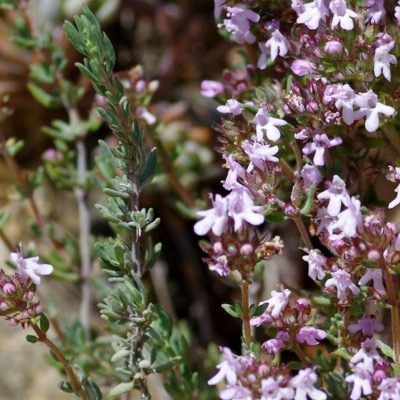 Huile essentielle de thym rouge par Fragrance Création