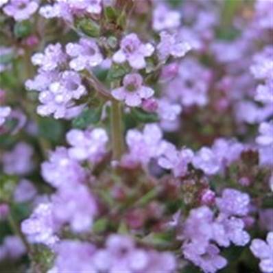Extrait naturel de thym rouge pour la cuisine gastronomique par Signatures