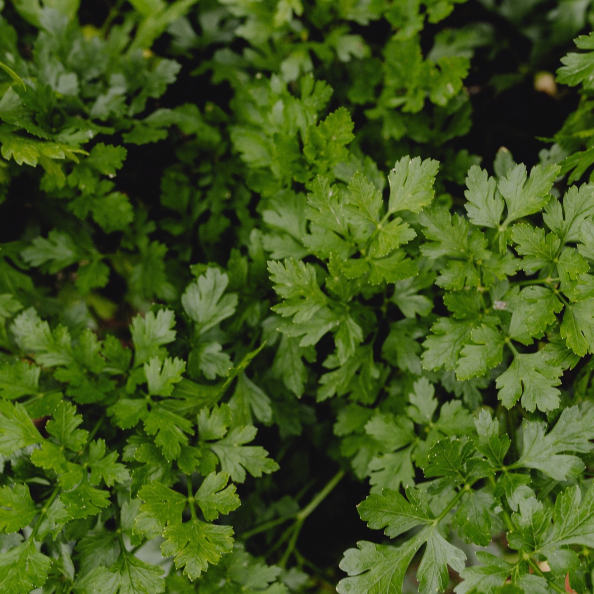 Huile essentielle de Persil par Fragrance Création